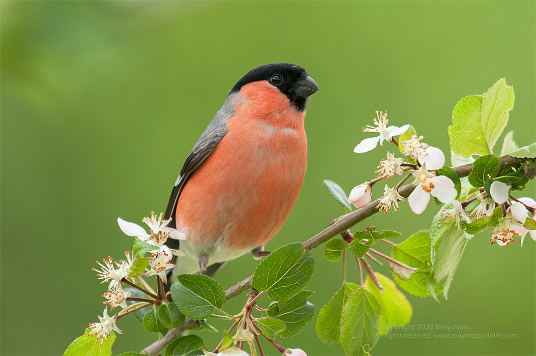 Eurasian Bullfinch - Tony Moss Wildlife Photographer