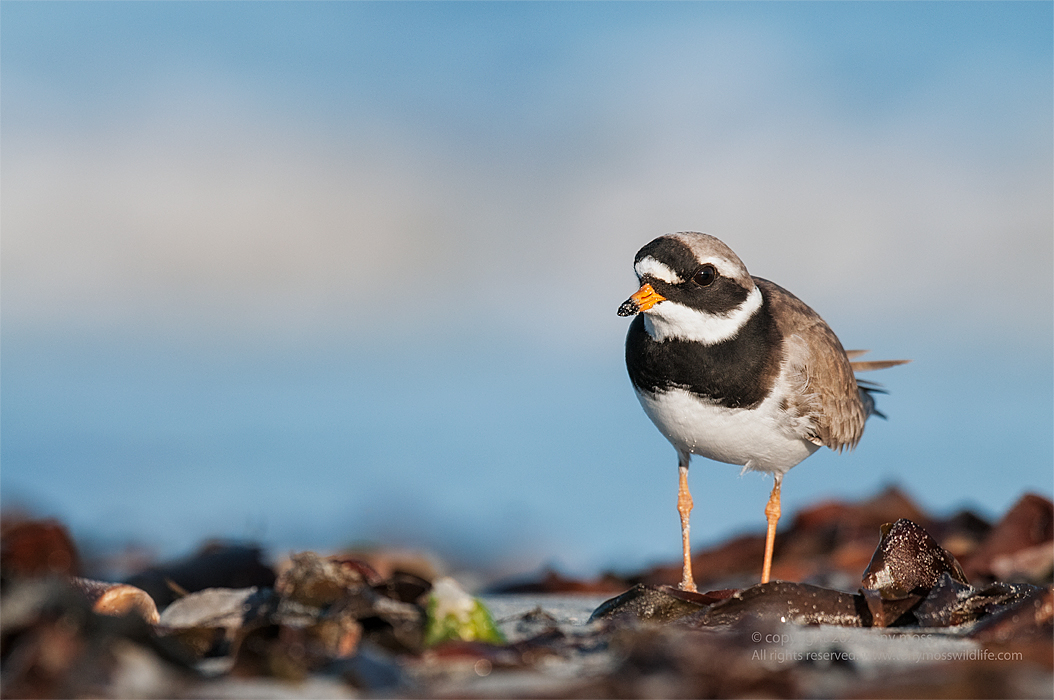 Ringed Plover - Tony Moss Wildlife Photographer
