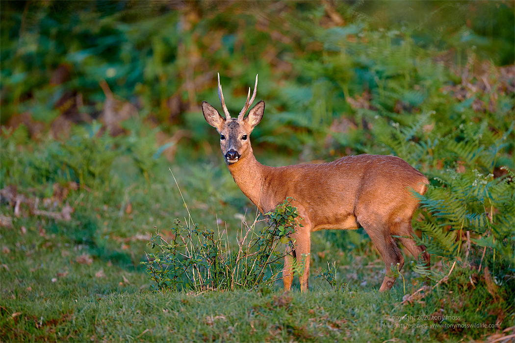 Roe Buck - Tony Moss Wildlife Photographer