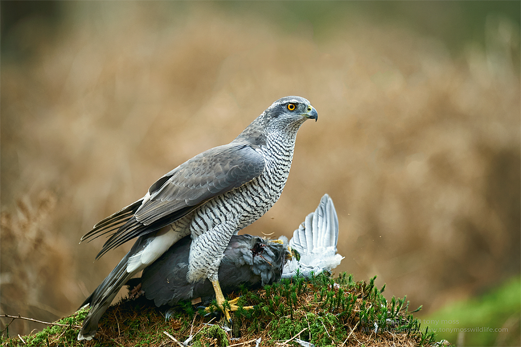 Eurasian Goshawk - Tony Moss Wildlife Photographer