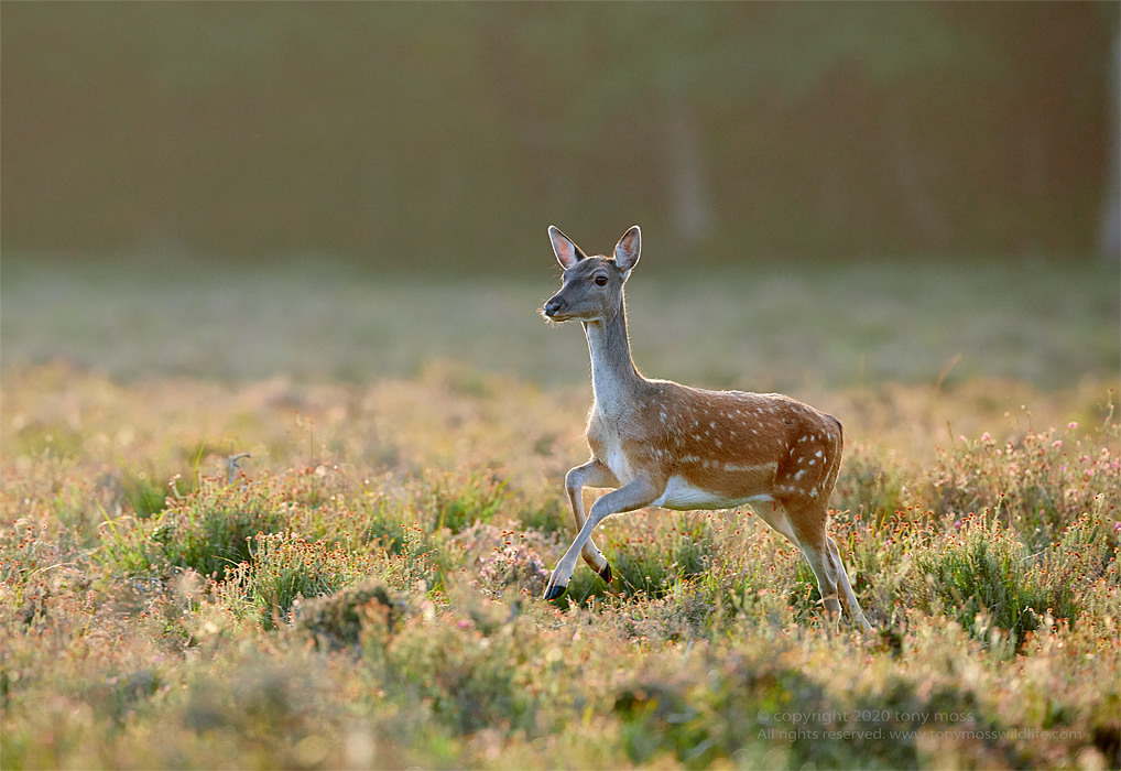 Fallow Deer - Tony Moss Wildlife Photographer