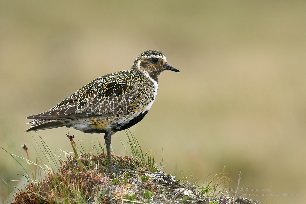 Golden Plover - Tony Moss Wildlife Photographer