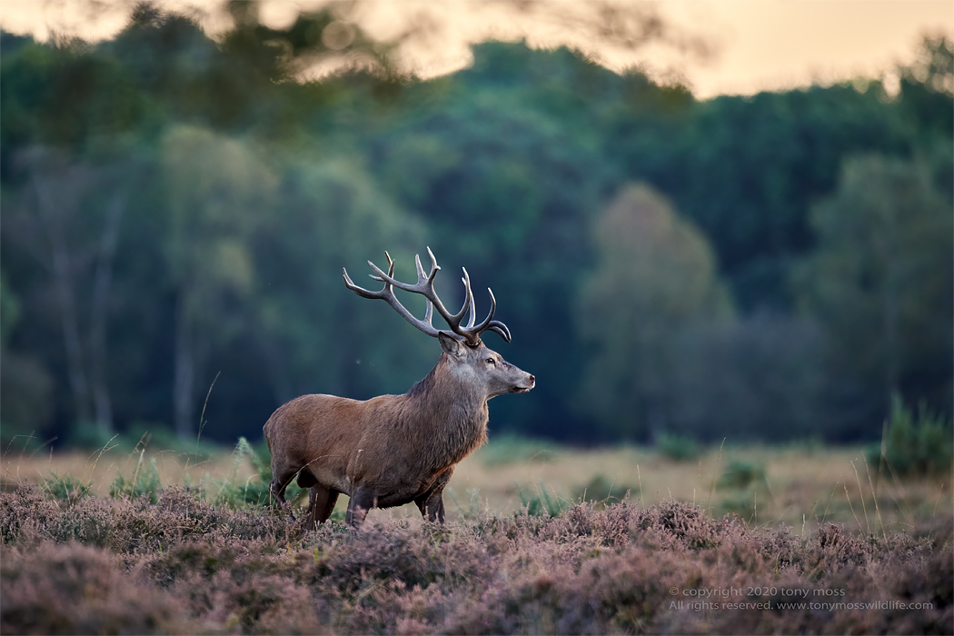 Red Deer - Tony Moss Wildlife Photographer