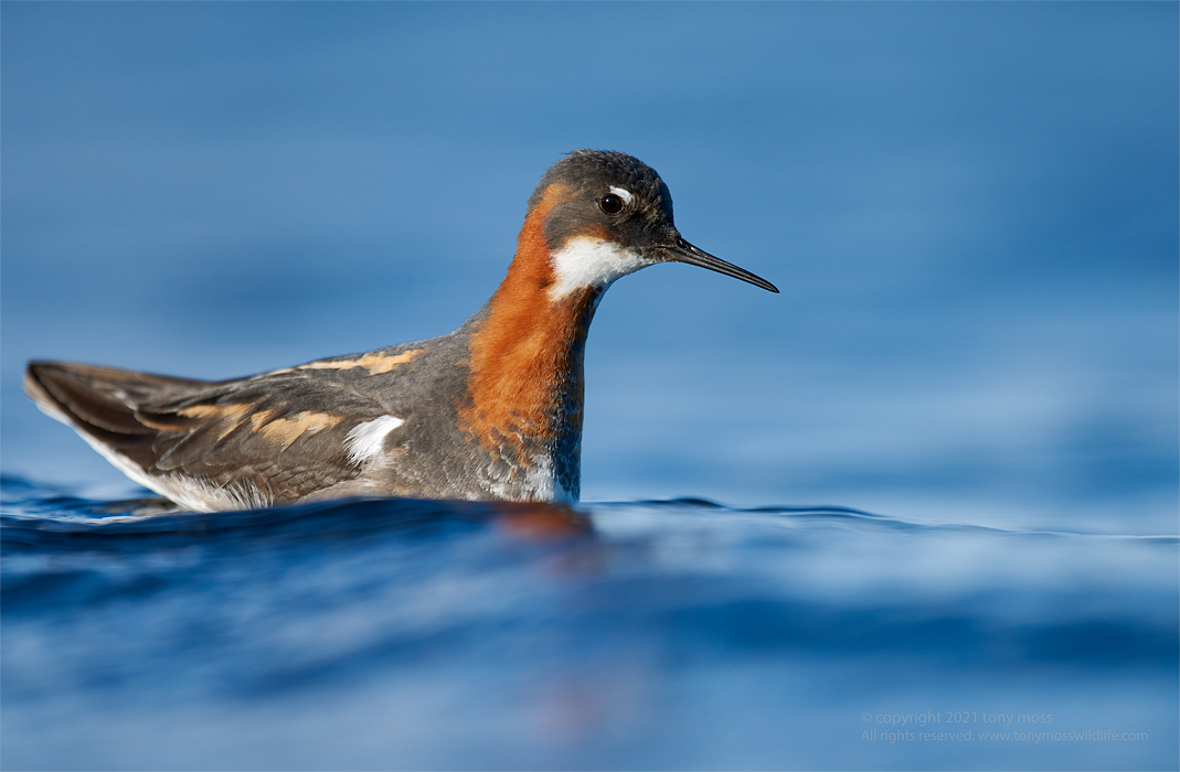 Red-necked Phalarope - Tony Moss Wildlife Photographer