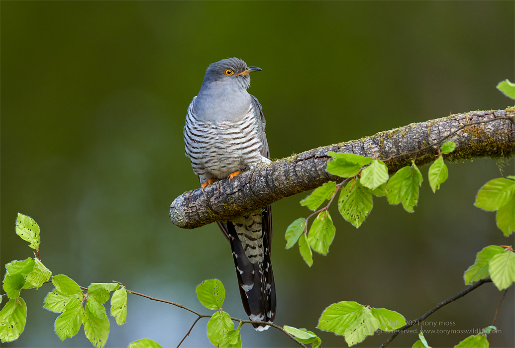 Common Cuckoo - Tony Moss Wildlife Photographer