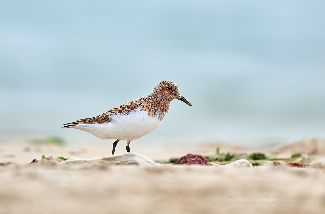 Sanderling - Tony Moss Wildlife Photographer