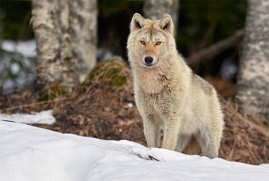 Eurasian Wolf-Finland's Predators - Tony Moss Wildlife Photographer