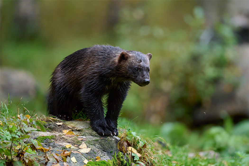 European Wolverine - Tony Moss Wildlife Photographer