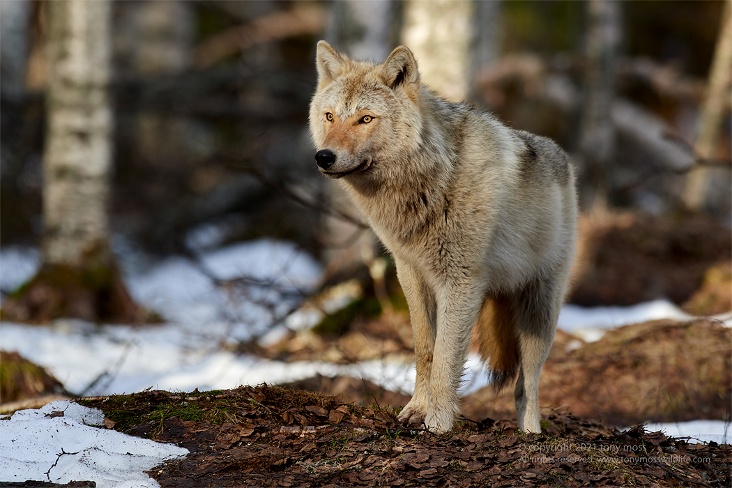 Eurasian Wolf-Finland's Predators - Tony Moss Wildlife Photographer