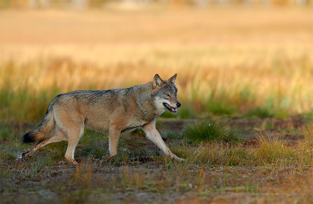 European Wolf - Tony Moss Wildlife Photographer