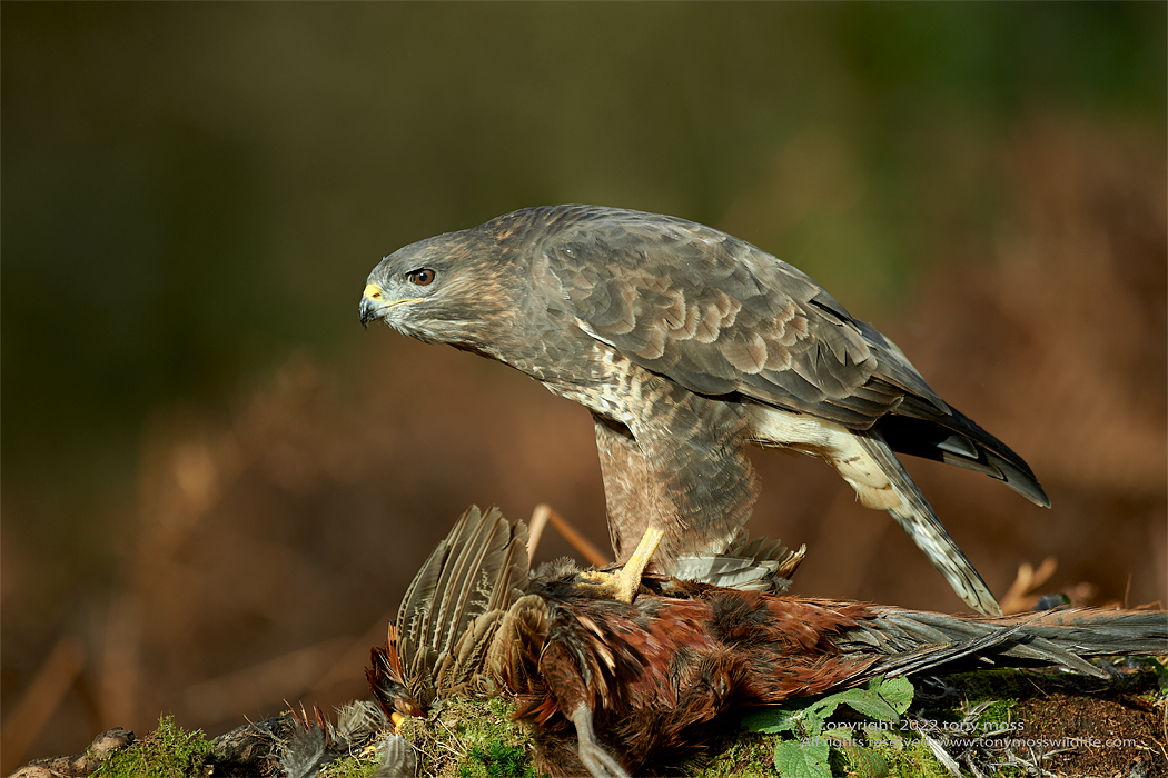 Common Buzzard - Tony Moss Wildlife Photographer