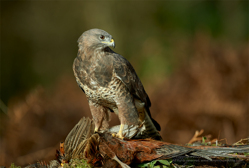 Common Buzzard - Tony Moss Wildlife Photographer