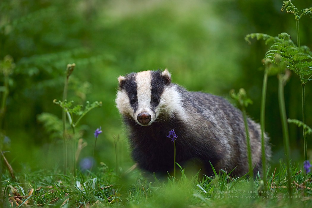 Eurasian Badger - Tony Moss Wildlife Photographer