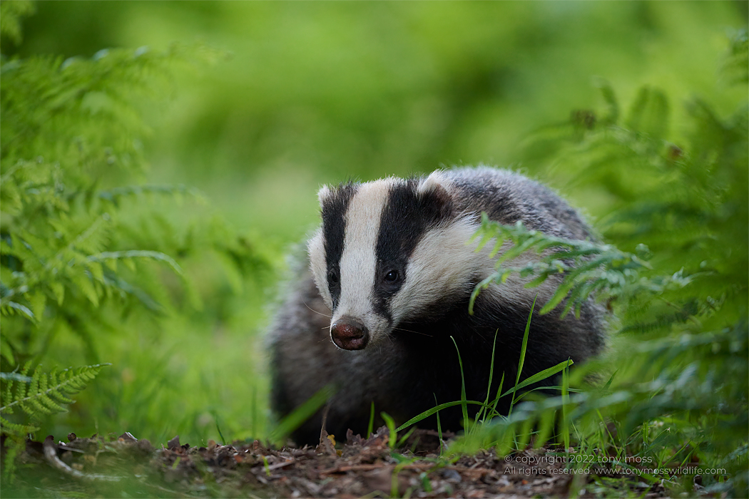 New Forest Badger - Tony Moss Wildlife Photographer