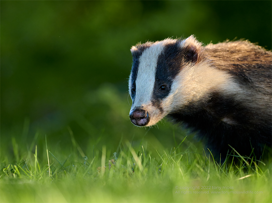 Badger Portrait - Tony Moss Wildlife Photographer