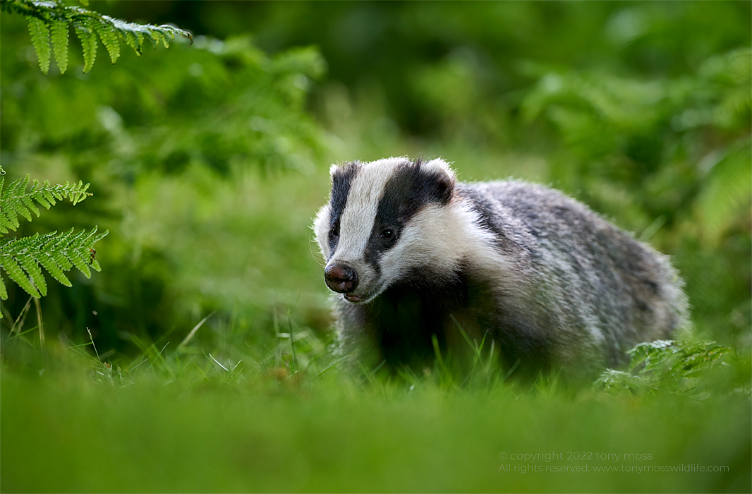 European Badger - Tony Moss Wildlife Photographer