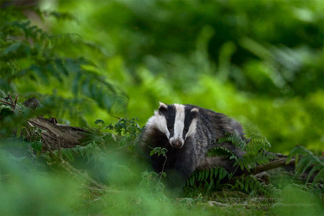 New Forest Badger - Tony Moss Wildlife Photographer