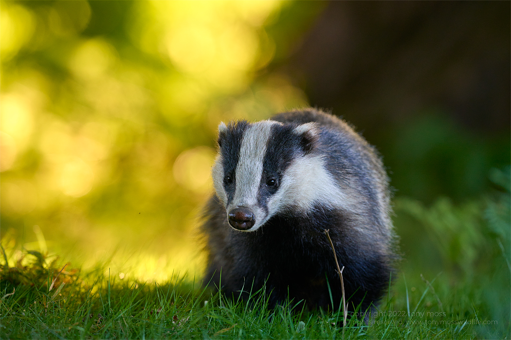 Badger in the New Forest - Tony Moss Wildlife Photographer