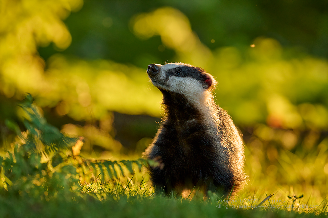 European Badger, New Forest - Tony Moss Wildlife Photographer