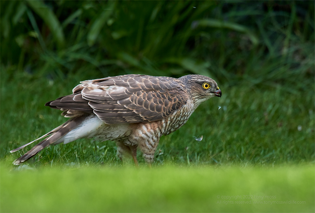 Eurasian Sparrowhawk - Tony Moss Wildlife Photographer