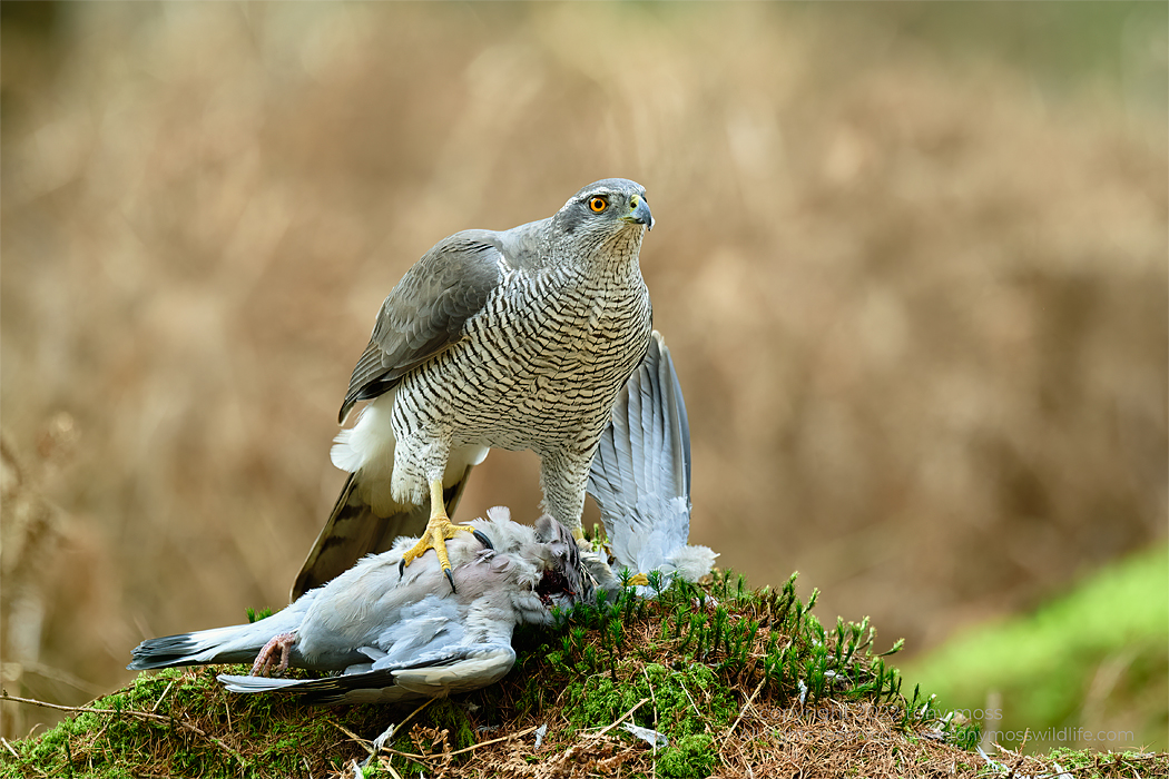 (Northern) Goshawk - Tony Moss Wildlife Photographer