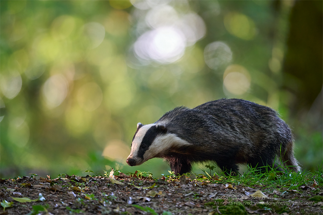 New Forest Badger - Tony Moss Wildlife Photographer