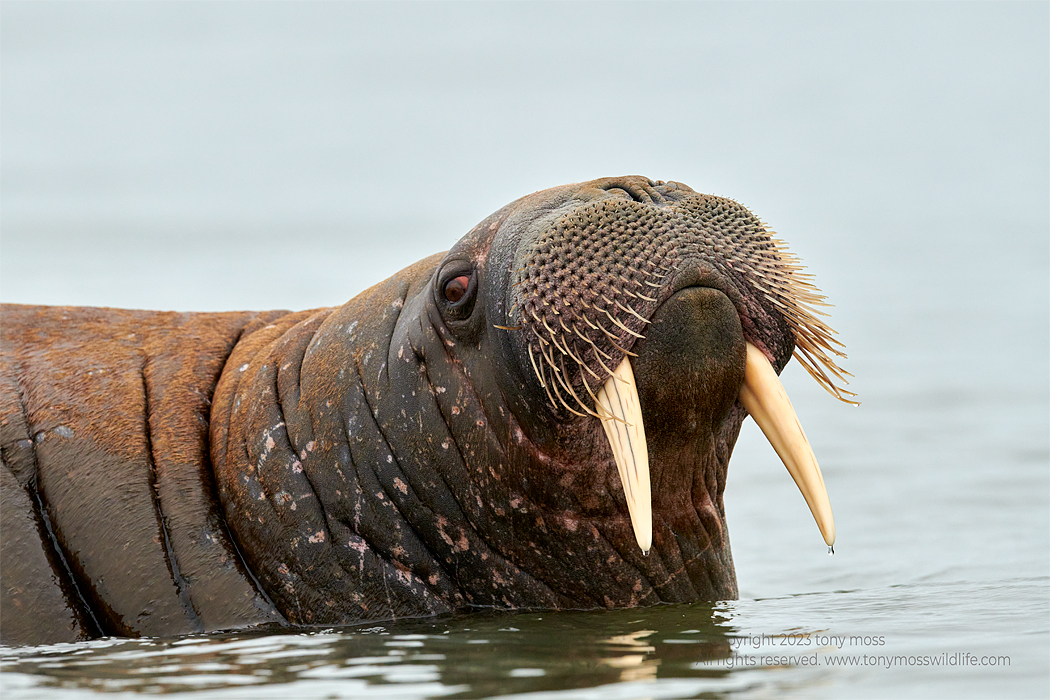 Atlantic Walrus - Tony Moss Wildlife Photographer