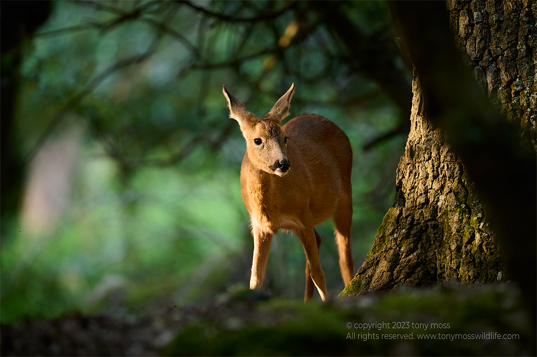 Roe Deer - Tony Moss Wildlife Photographer