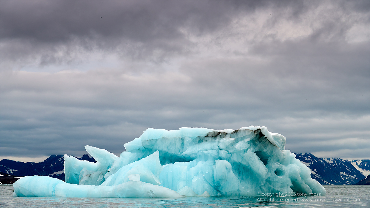 Iceberg at Paieribreen Glacier - Tony Moss Wildlife Photographer