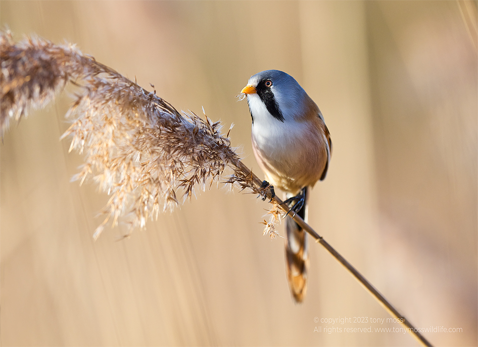 Bearded Reedling - Tony Moss Wildlife Photographer