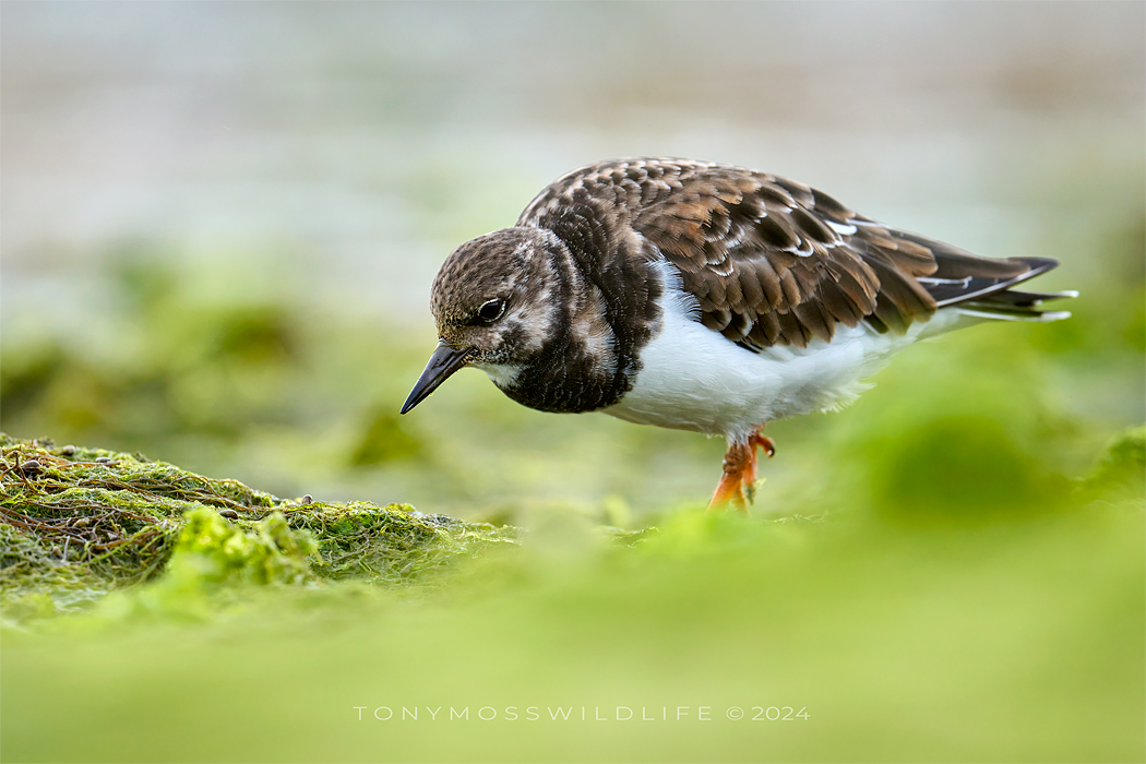 Turnstone - Tony Moss Wildlife Photographer